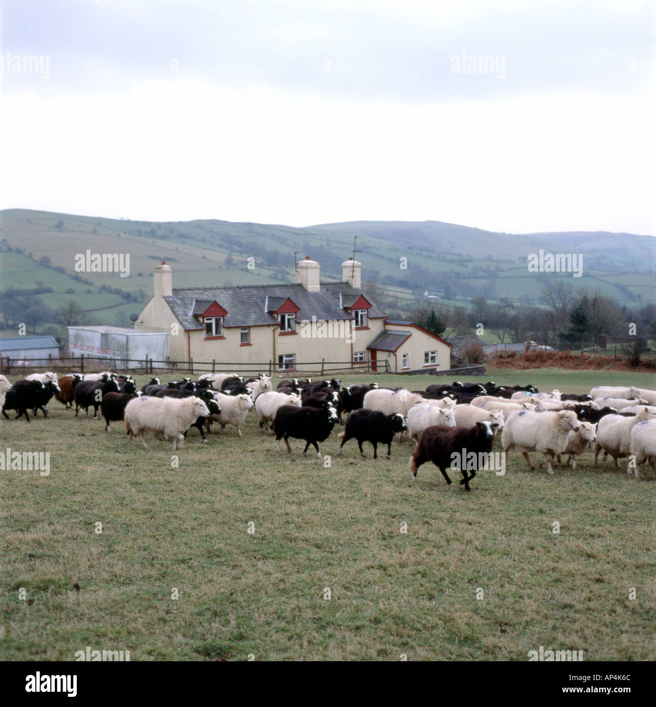 Organic farm meat food hillfarm hillfarms hill farm hi-res stock ...