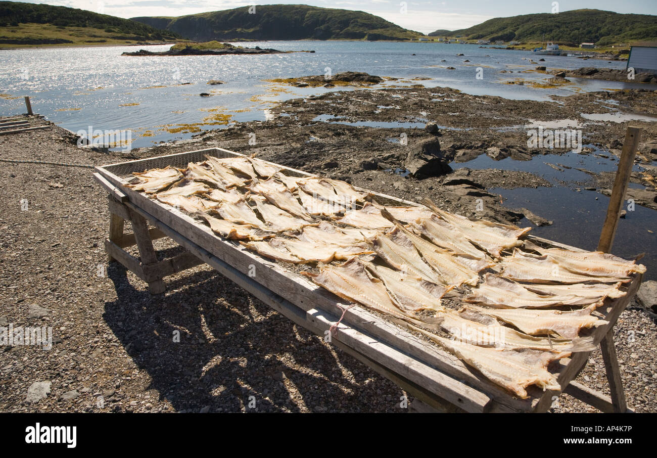 Newfoundland Cod Drying High Resolution Stock Photography and Images ...