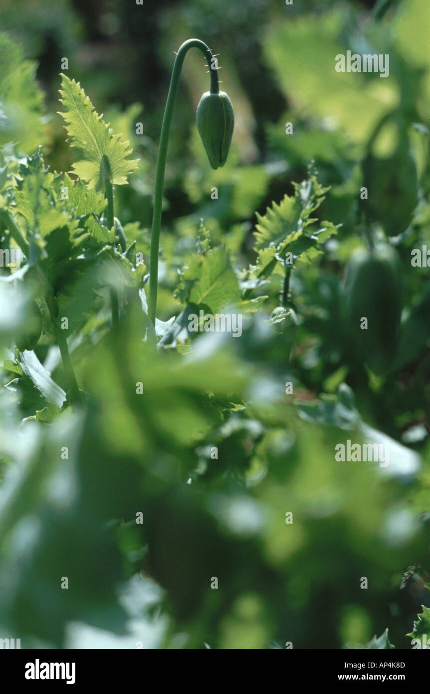 Singular seed hi-res stock photography and images - Alamy
