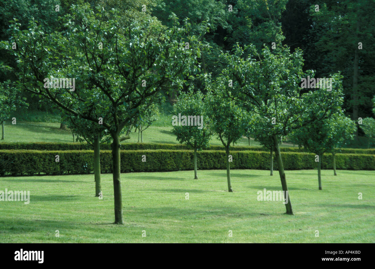 Apple trees in Painswick Rococo Garden Gloucestershire England Stock ...