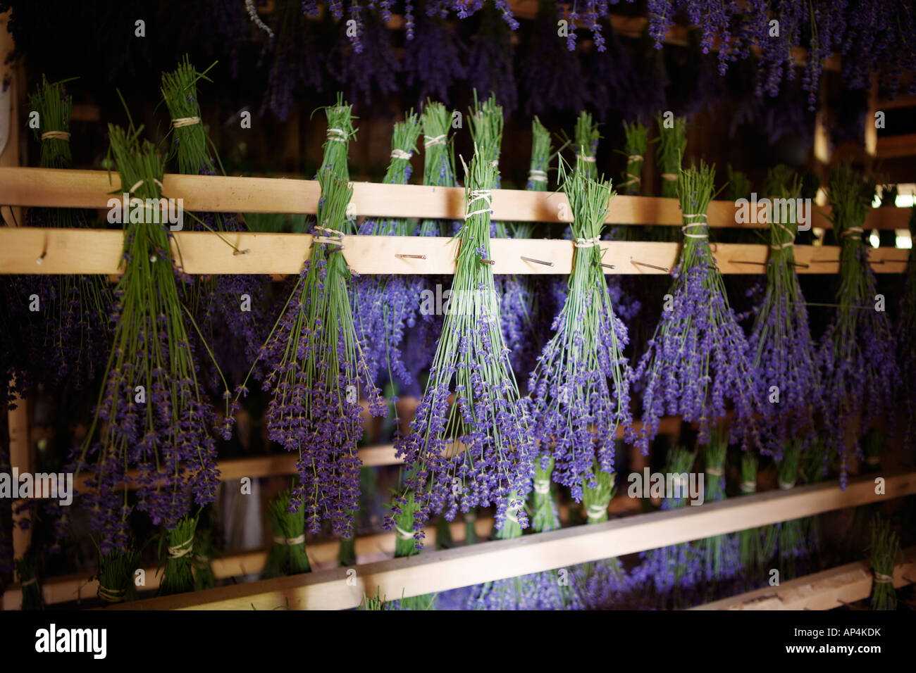 Hanging lavender bunches hi-res stock photography and images - Alamy