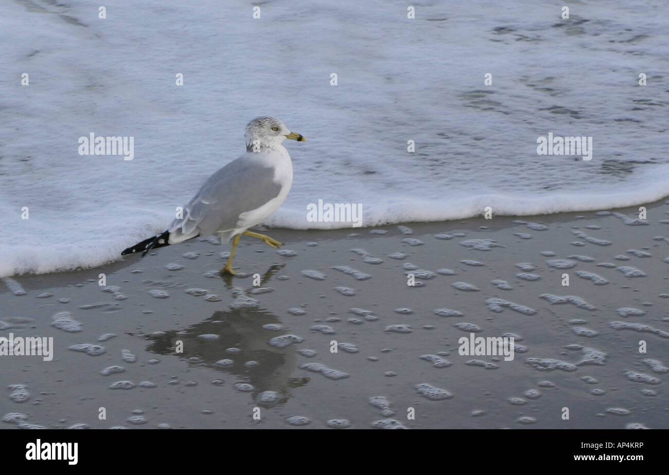 Seagull on the Beach, Florida Stock Photo - Alamy