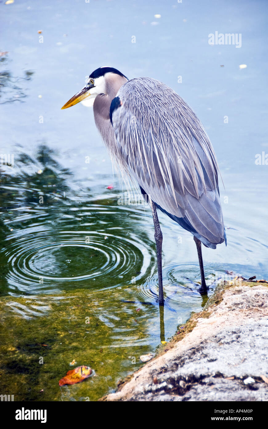 Herein hi-res stock photography and images - Alamy