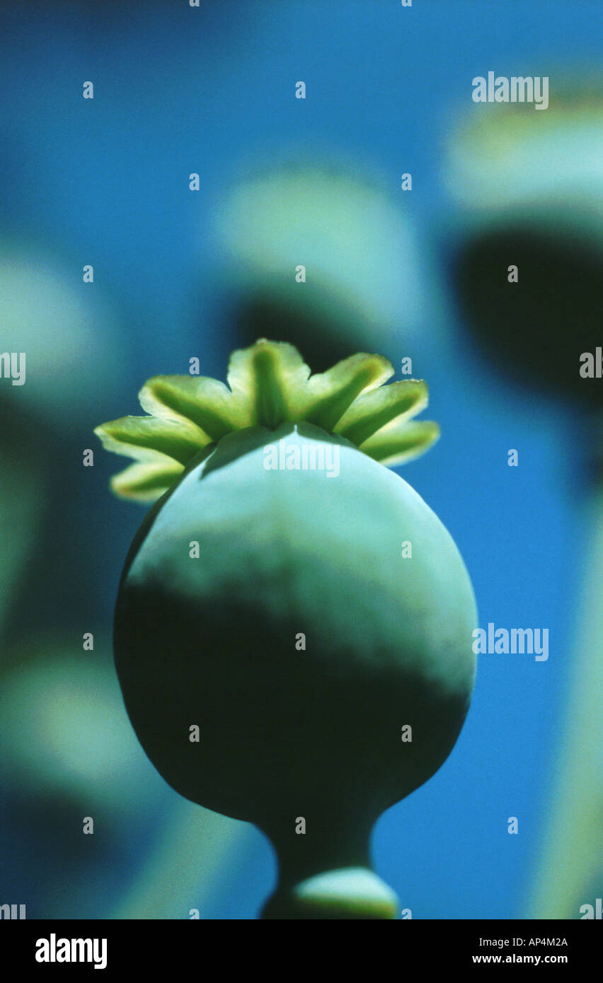 Seed pod forms hi-res stock photography and images - Alamy