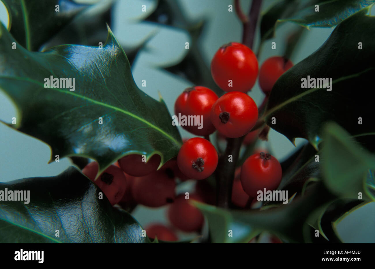 Holly berries decoration hi-res stock photography and images - Alamy