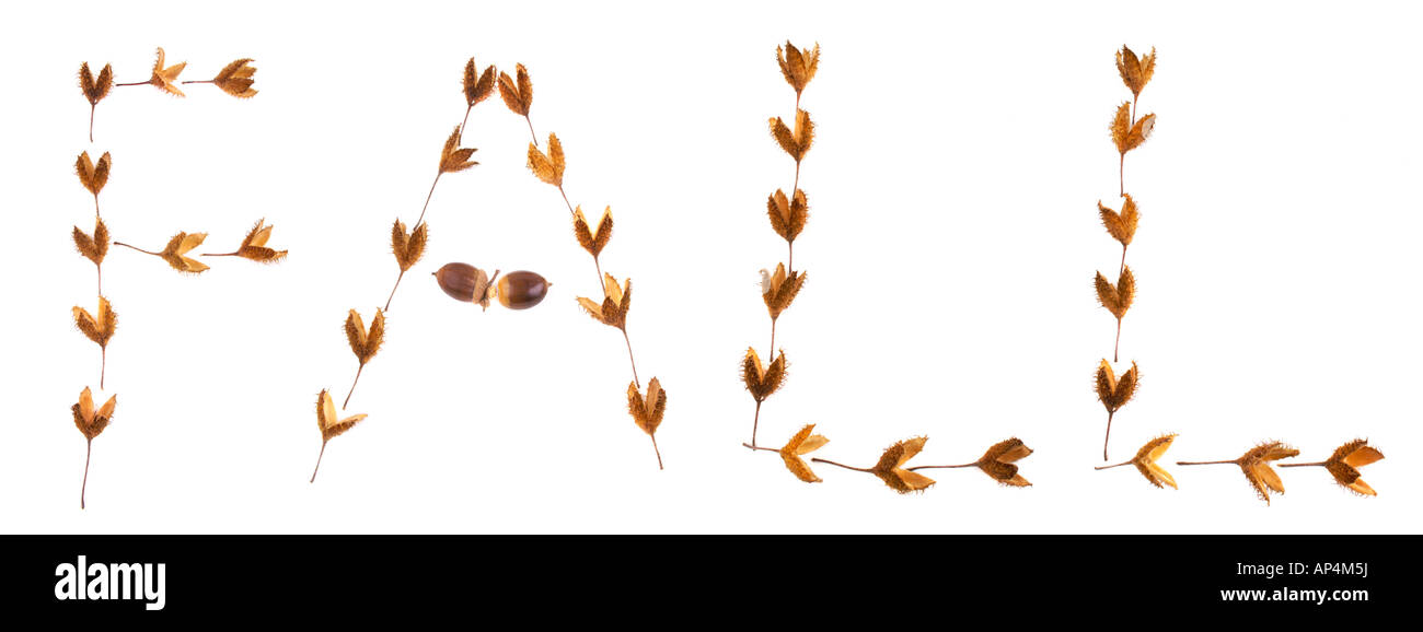 Acorn shells hi-res stock photography and images - Alamy