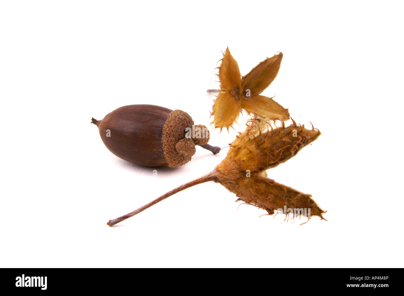 Beech and acorn seeds on white background with shadow Stock Photo - Alamy