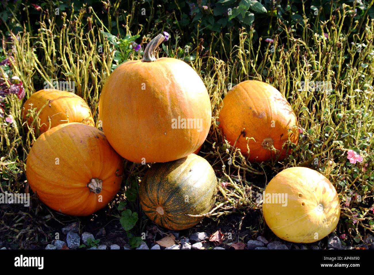 Group of Pumpkins Stock Photo - Alamy