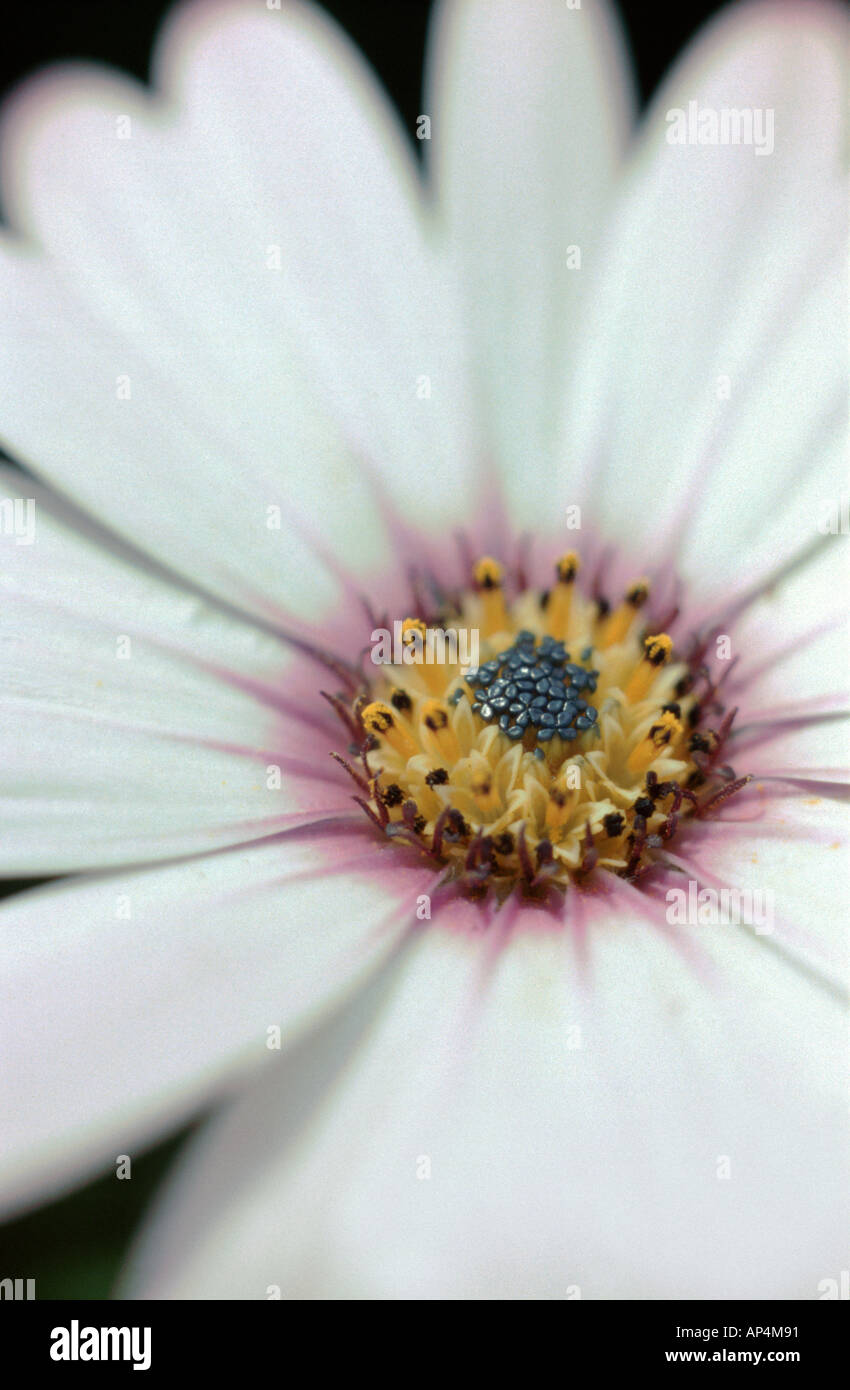 Daisy image picture hi-res stock photography and images - Alamy