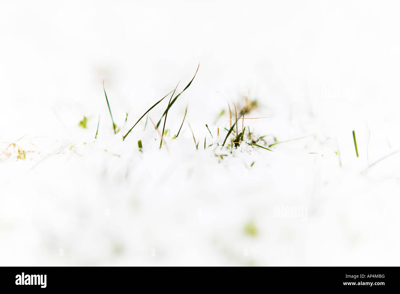 Closeup grass covered snow Cut Out Stock Images & Pictures - Alamy