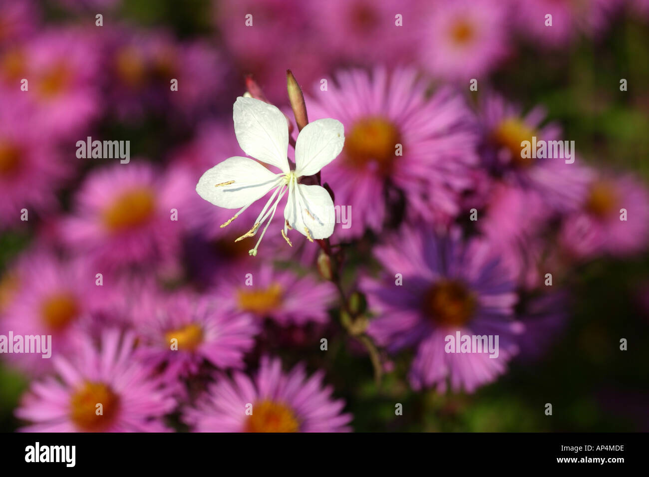 Single aster flower hi-res stock photography and images - Alamy