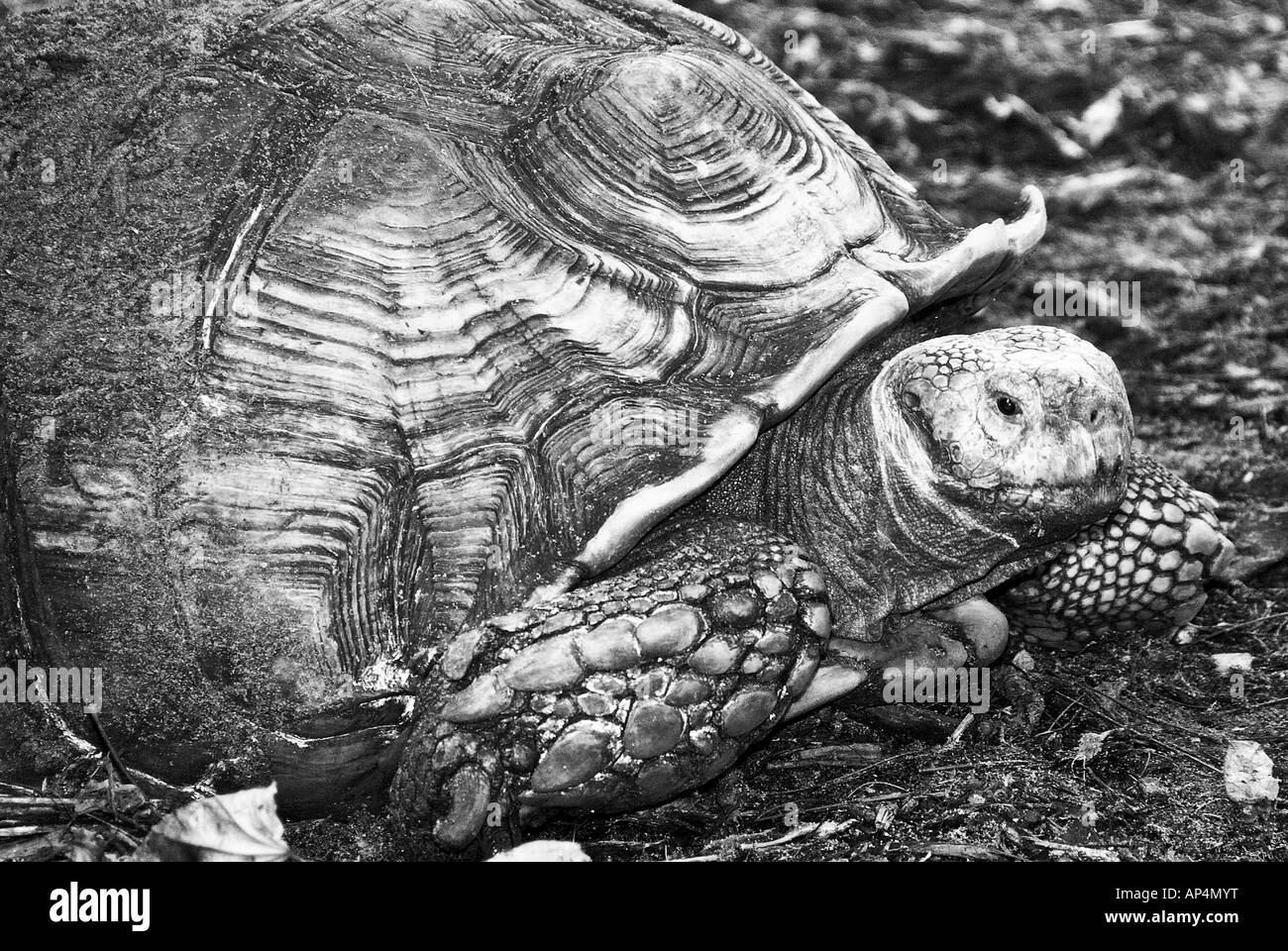 Tortoise turtle Black and White Stock Photos & Images - Alamy