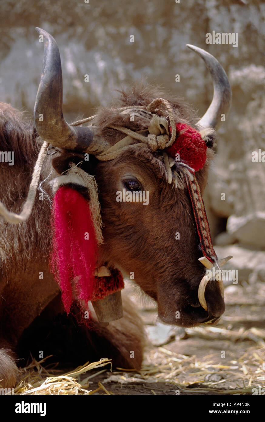 A YAK complete with tassels harness relaxes after a hard day in the ...