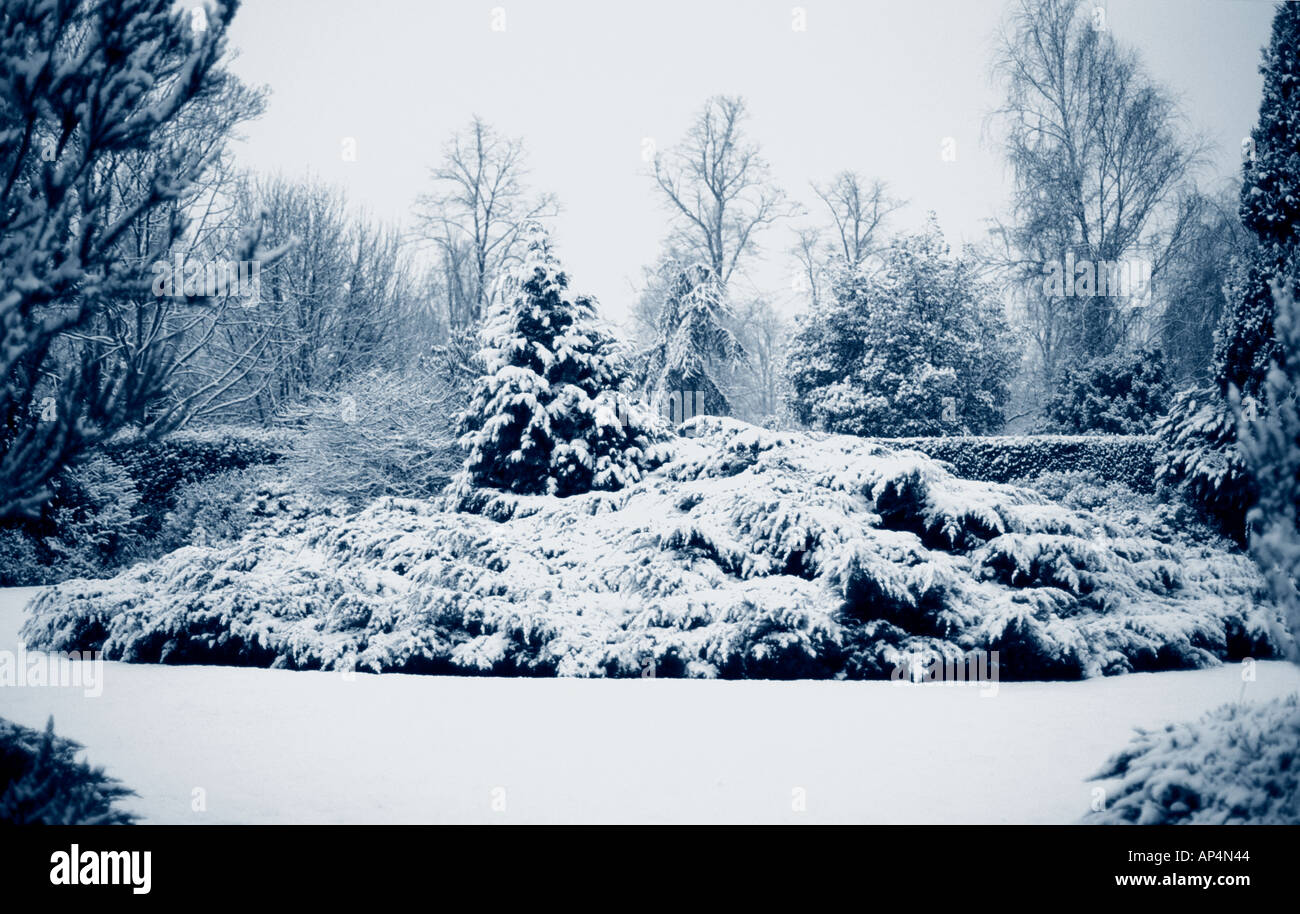 Winter scene Trees and bushes covered with snow Stock Photo - Alamy