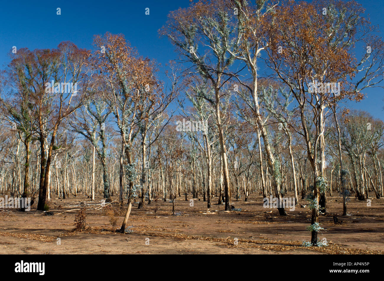 Gum tree regrowth after a bushfire, Illawarra forest, Wimmera, Victoria ...