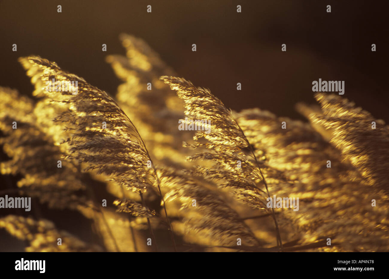 Stems of common reeds hi-res stock photography and images - Alamy