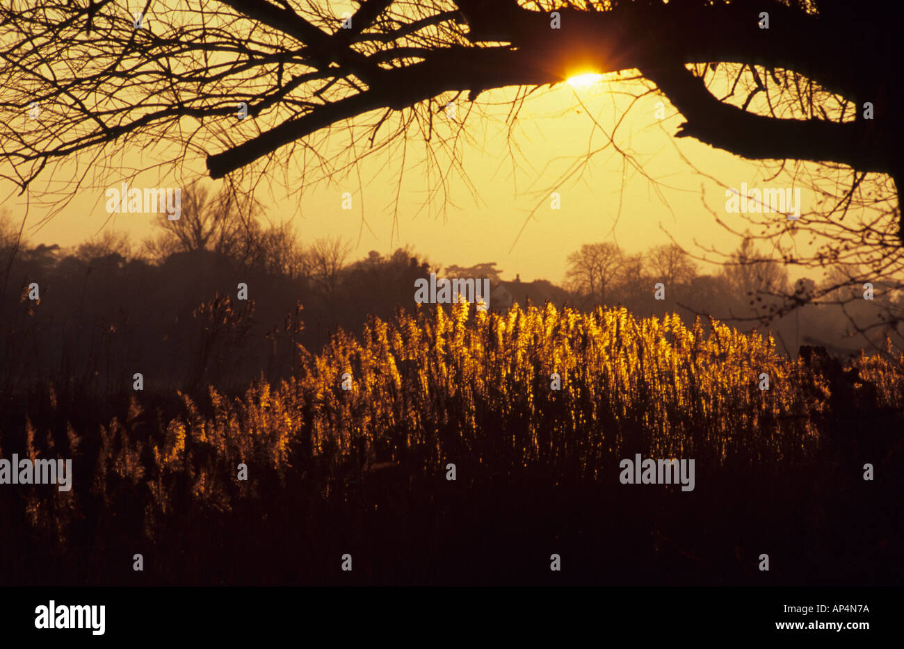 Chedgrave hi-res stock photography and images - Alamy