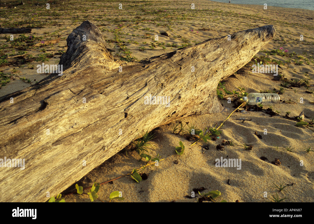 Tree trunk on beach, Malaysia Stock Photo - Alamy