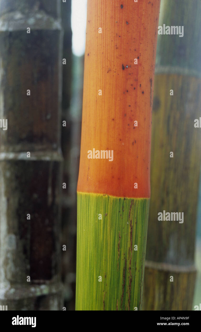 Coloured colored stalks stalk hi-res stock photography and images - Alamy