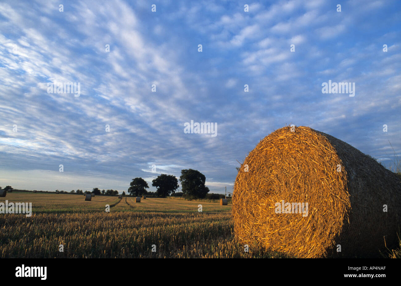 Straw bales Hardley Norfolk England Stock Photo - Alamy