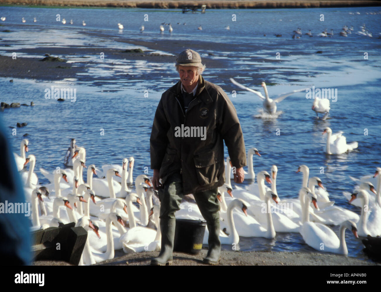 Keeper of the swans hi-res stock photography and images - Alamy