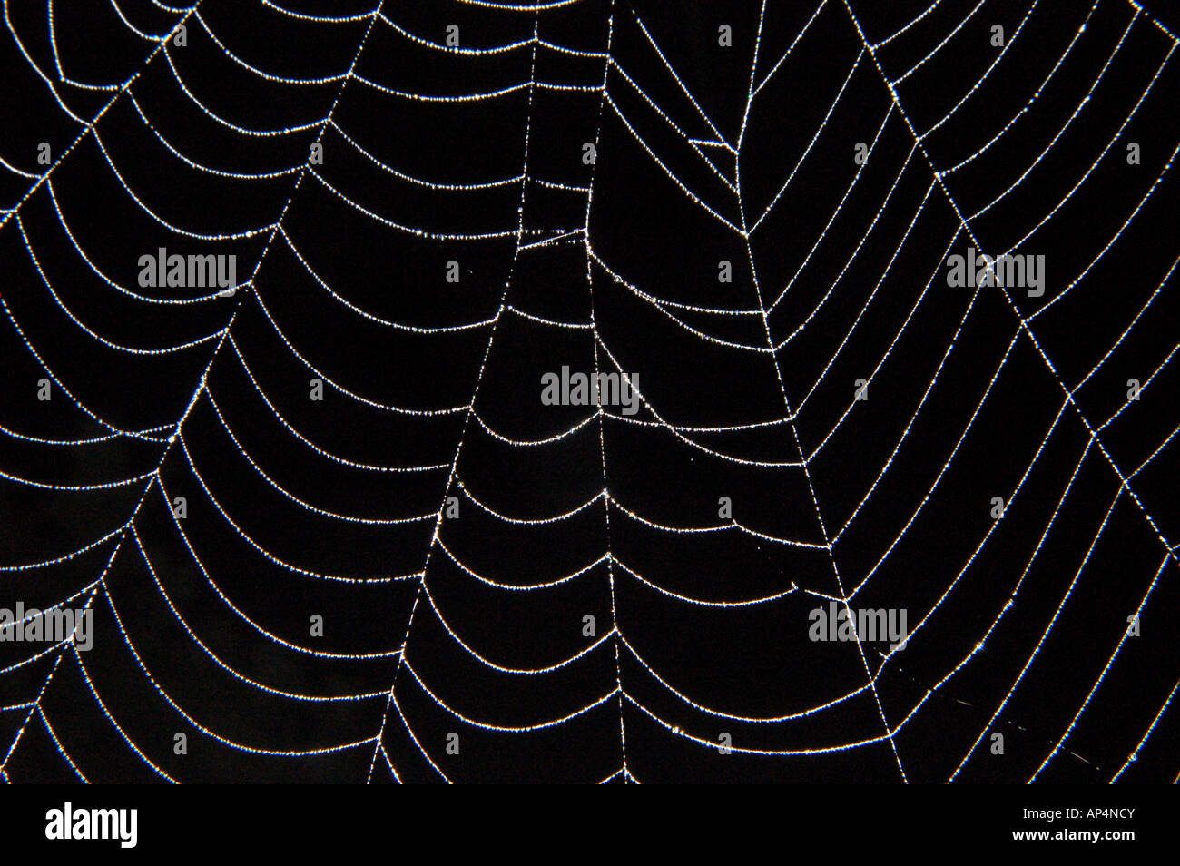 Wet Spider Web Stock Photo - Alamy