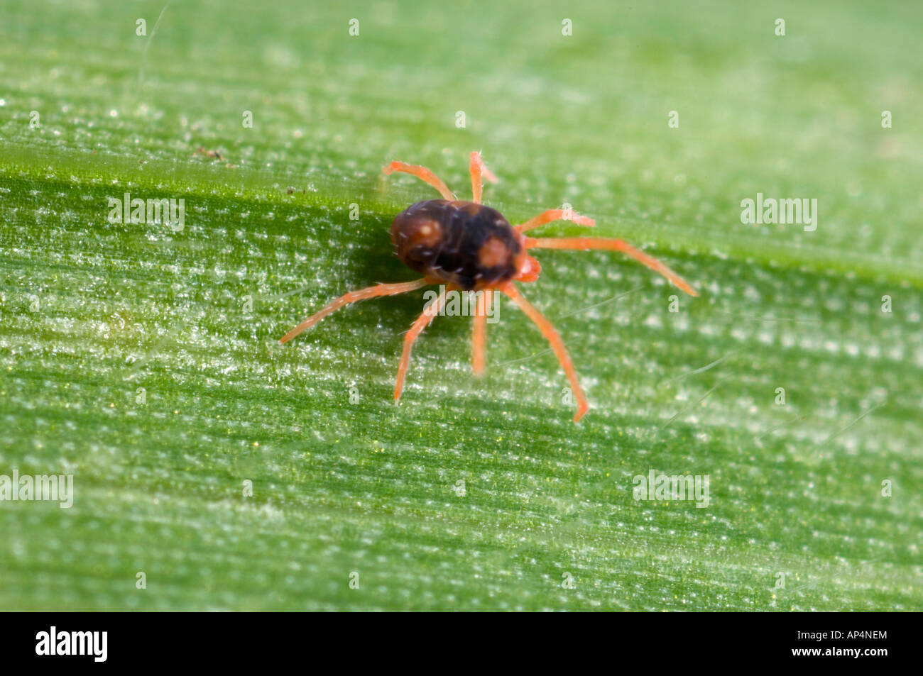 Major mite hi-res stock photography and images - Alamy