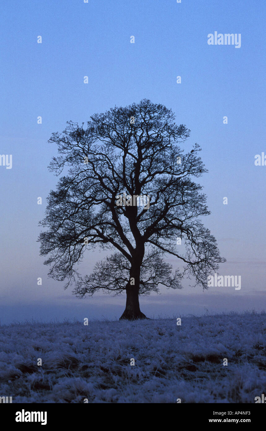 New england tree in winter hi-res stock photography and images - Alamy