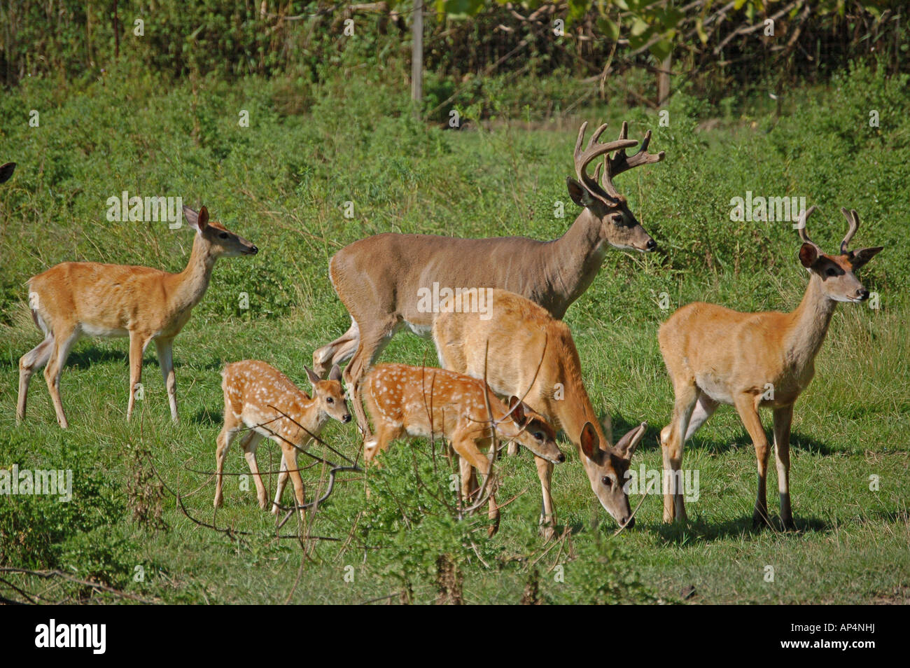 White-Tailed Deer Herd Stock Photo, Royalty Free Image: 15674717 - Alamy