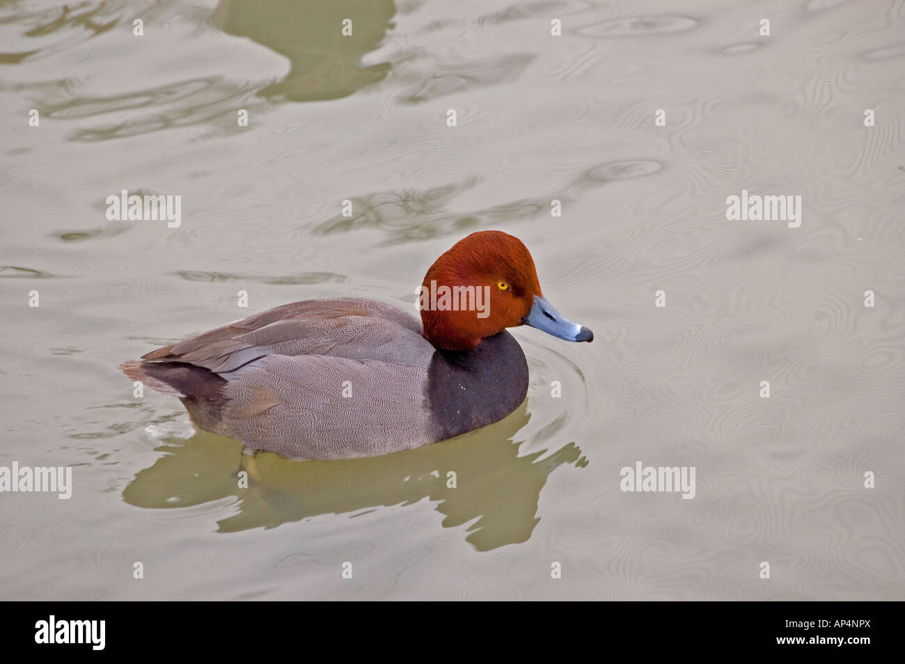 A Redhead Duck Stock Photo - Alamy