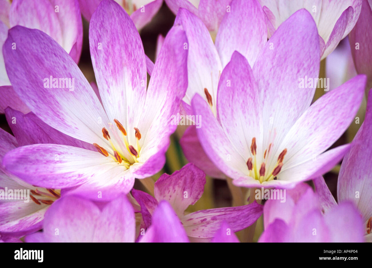 Colchicum speciosum atrorubens autumn flowering crocus Stock Photo - Alamy