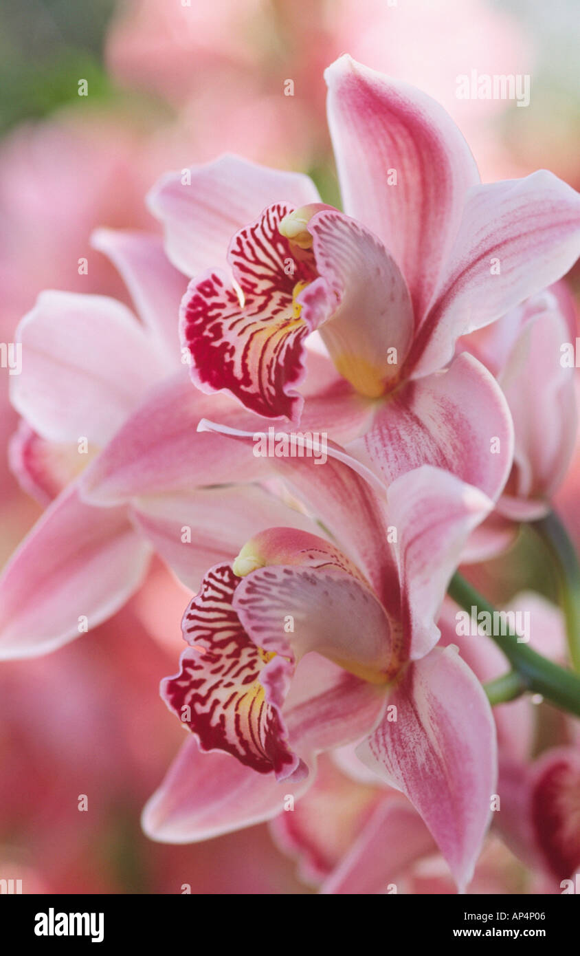 Shemara hi-res stock photography and images - Alamy