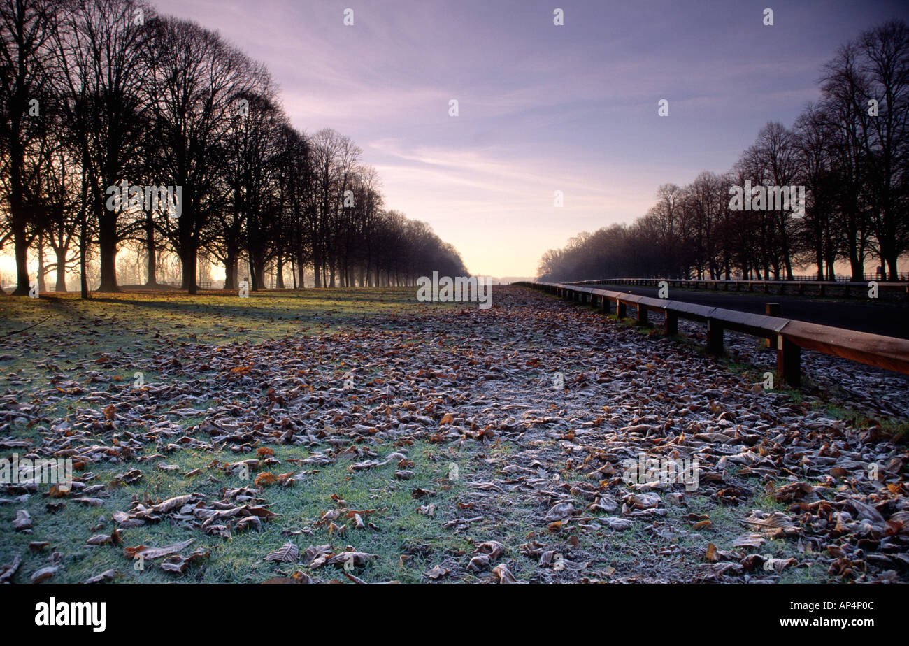 Frosted leaves at Coombe Abbey Country Park Warwickshire England UK ...
