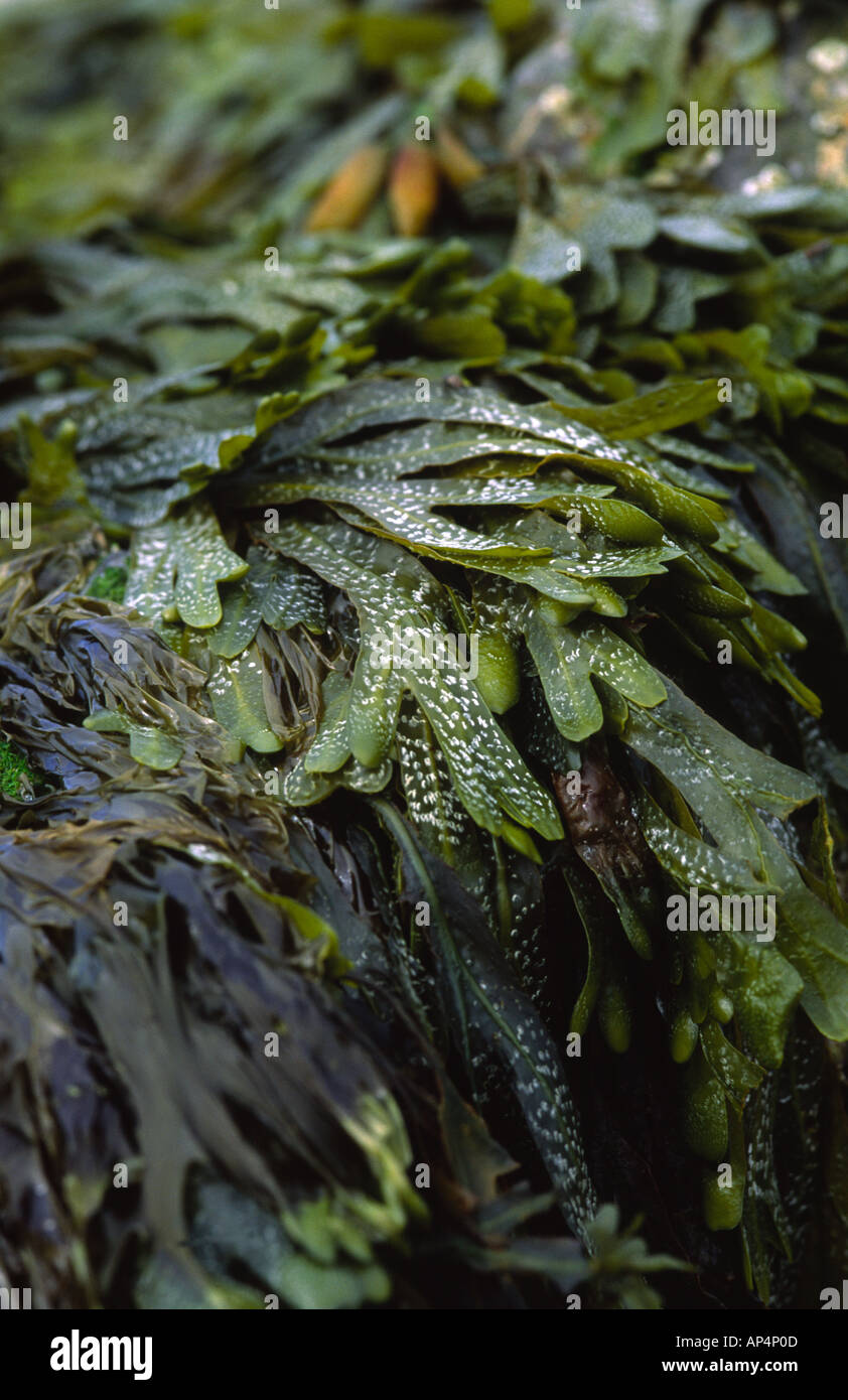 Spiral wrack hi-res stock photography and images - Alamy