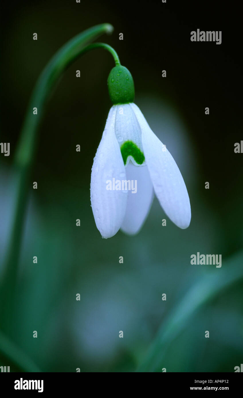 Snowdrop Galanthus Magnet Stock Photo - Alamy