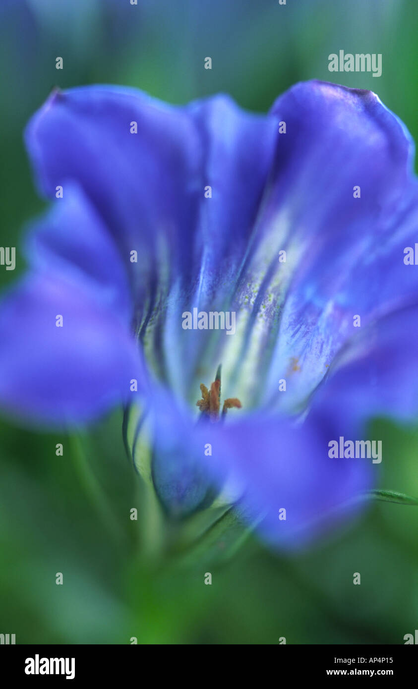 Vlose-up of Gentiana sino ornata Stock Photo - Alamy