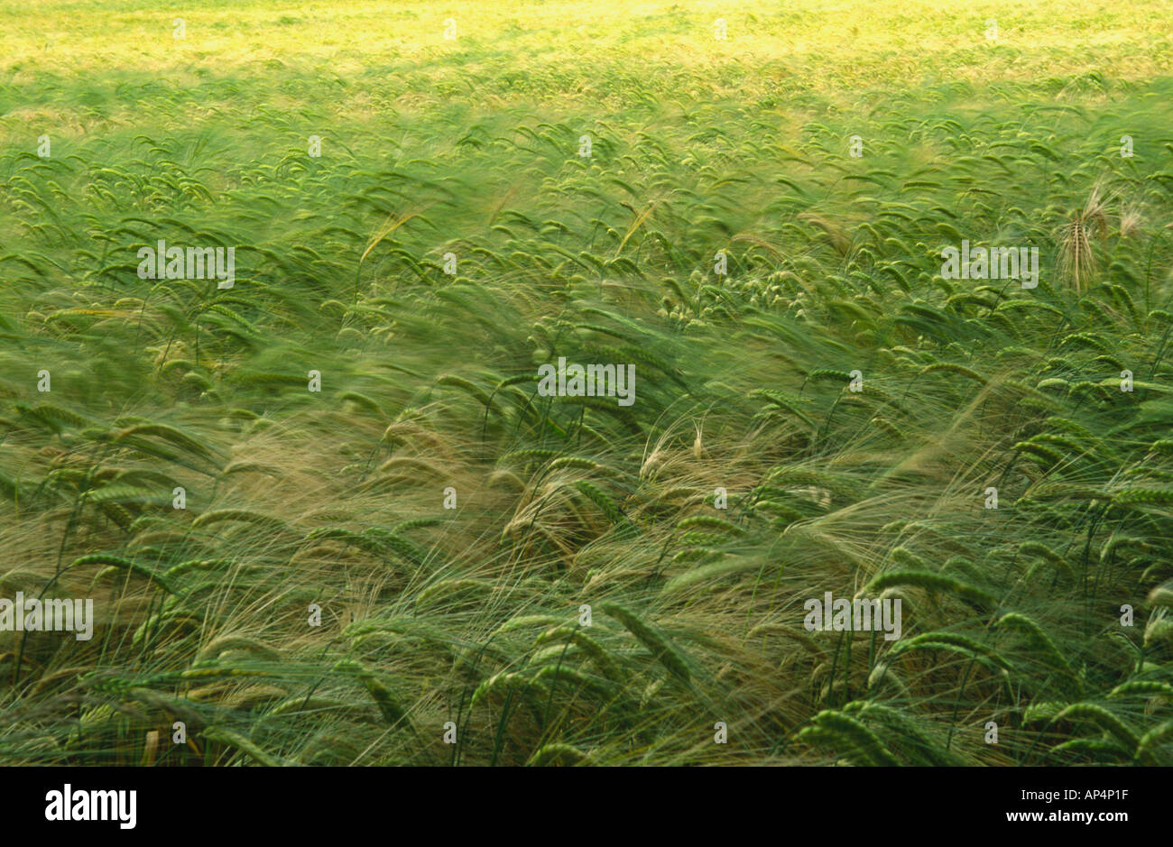 Hordeum vulgare Barley ripening in the sunshine England UK Stock Photo ...