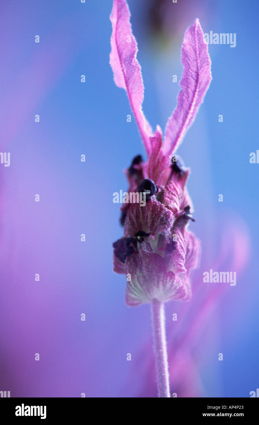 Lavandula stoachas Papillon Lavender Stock Photo - Alamy