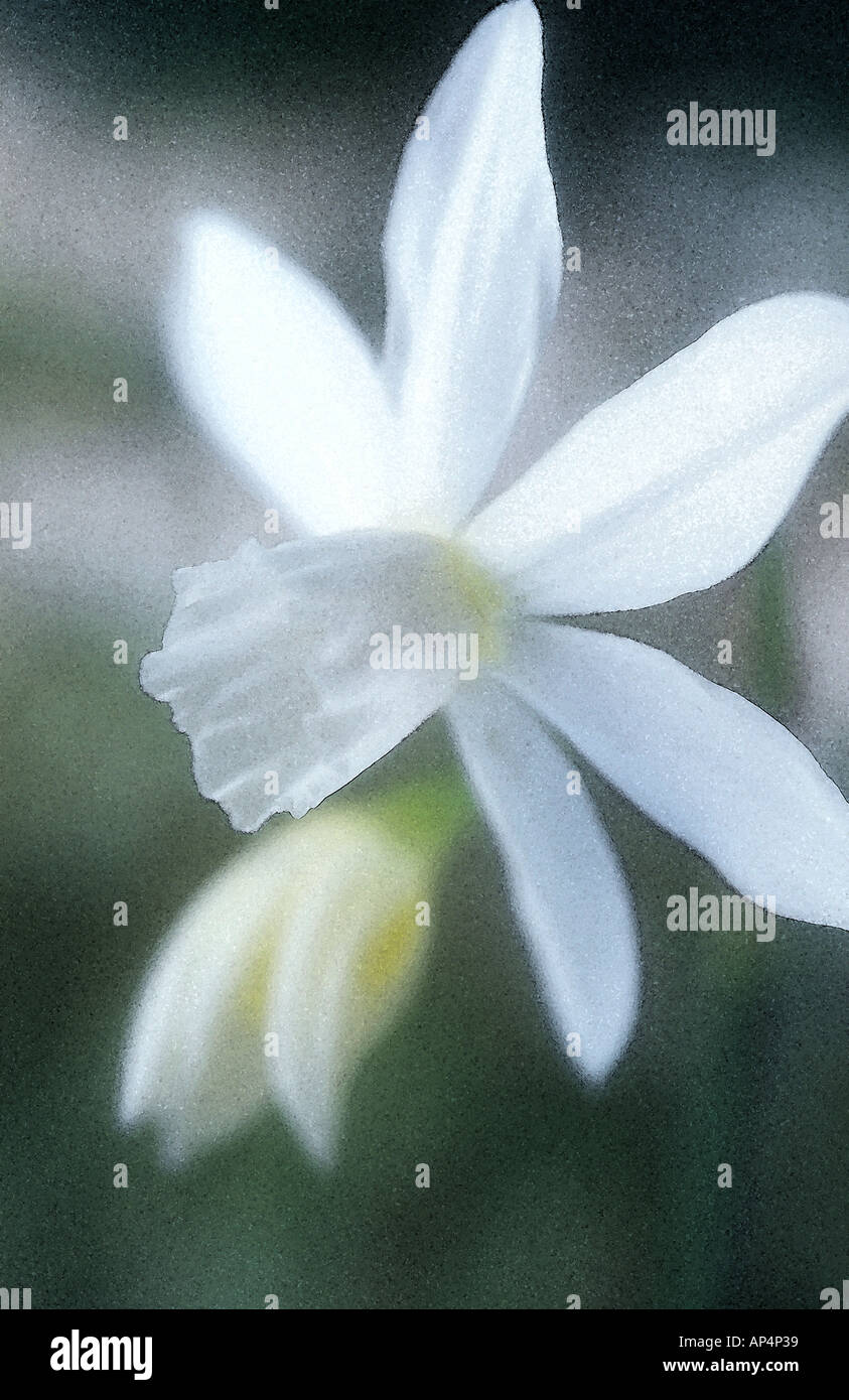 Narcissus Thalia Daffodil close-up Stock Photo - Alamy
