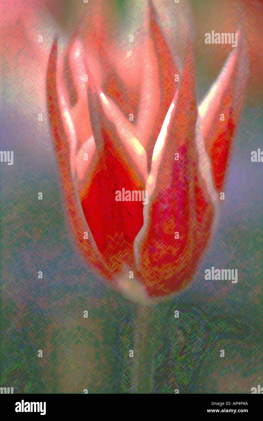 Tulip digitally created art image with cross hatch effect Stock Photo ...
