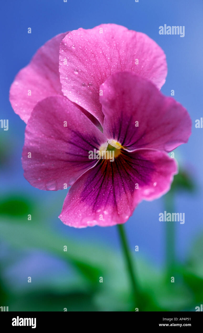 Viola Pink Shades Stock Photo - Alamy
