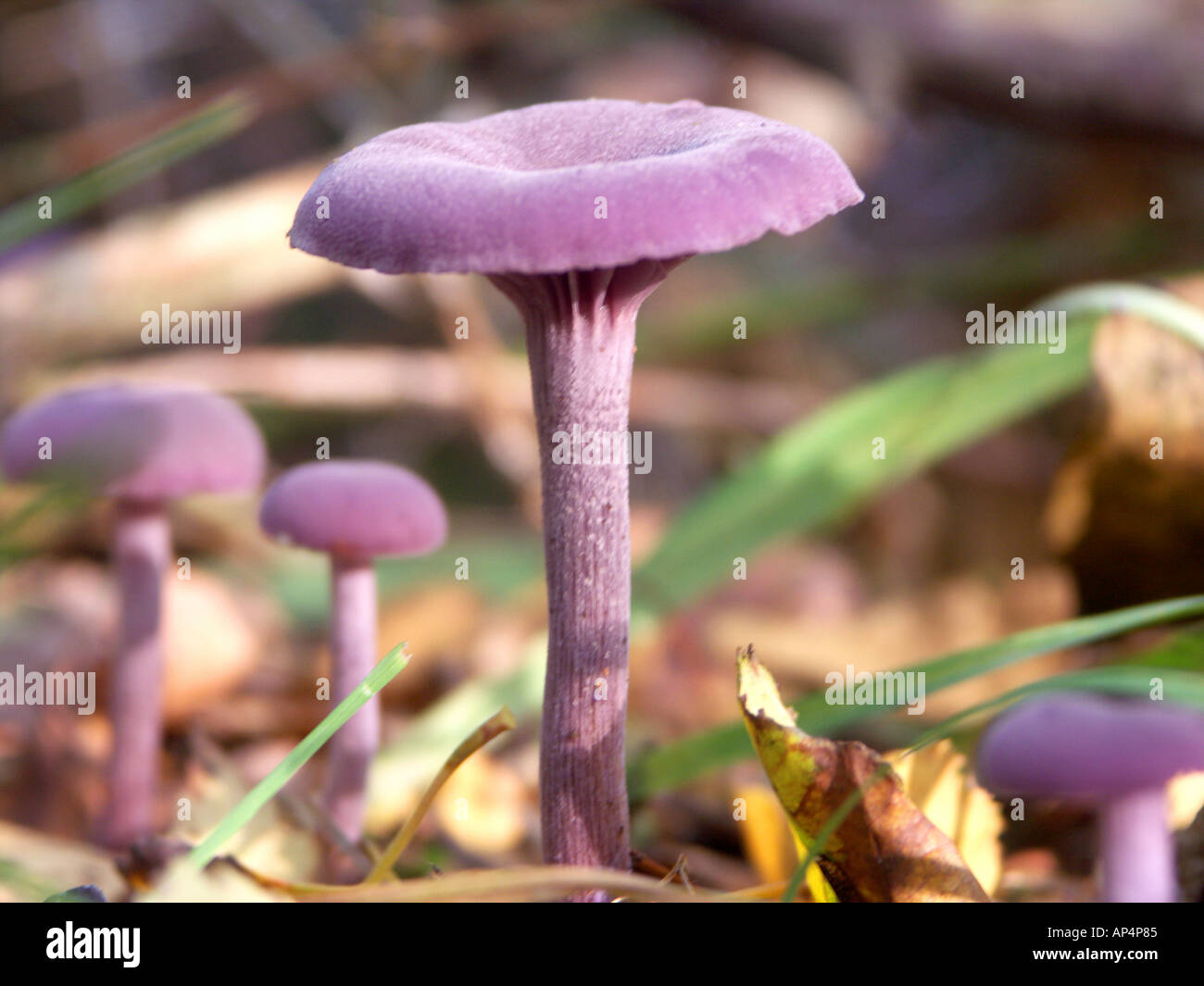 Amethyst Deceiver Mushroom or Toadstool Stock Photo - Alamy