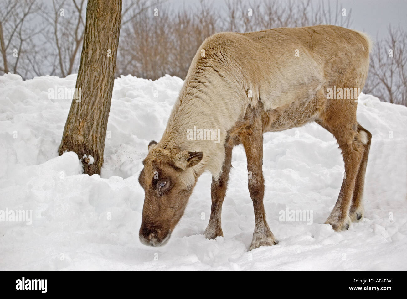 Woodland caribou quebec hi-res stock photography and images - Alamy