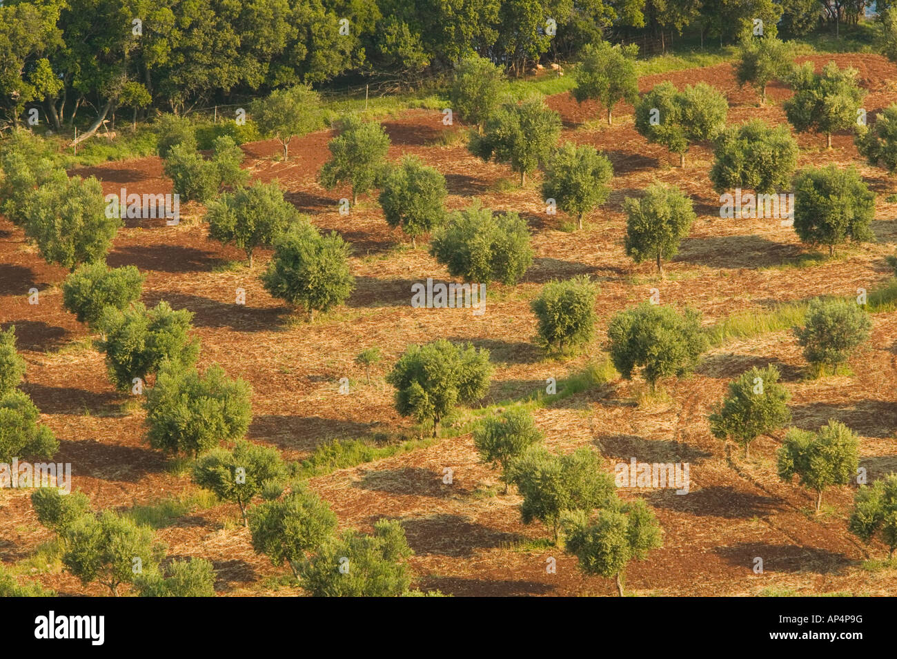 GREECE, Ionian Islands, KEFALONIA, Kipouria Beach: Olive Trees Stock ...