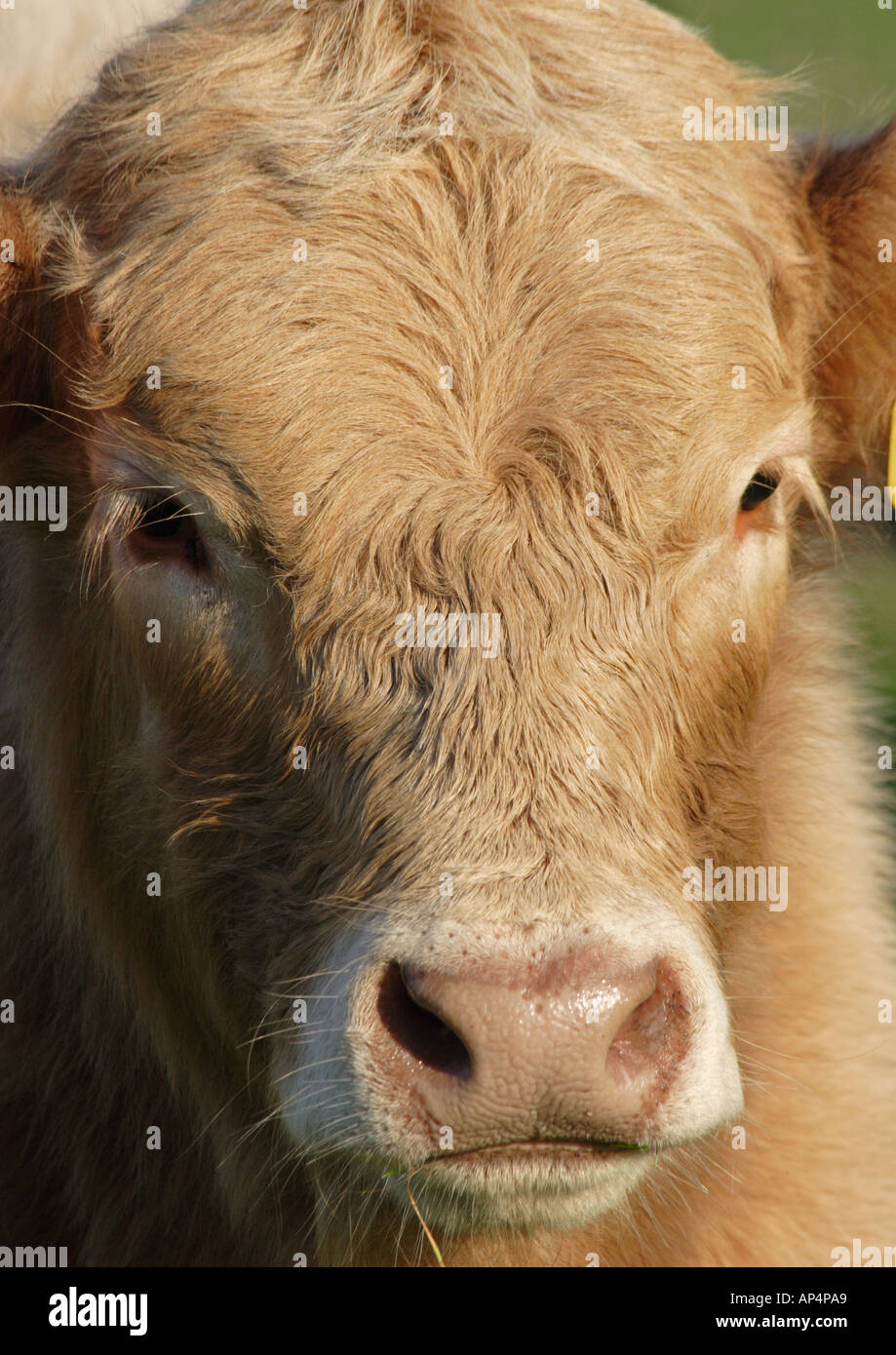 Cream cow hi-res stock photography and images - Alamy