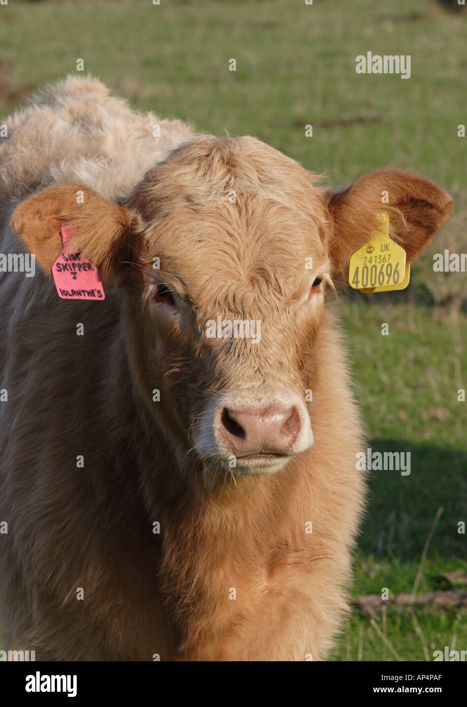 Cream cow hi-res stock photography and images - Alamy