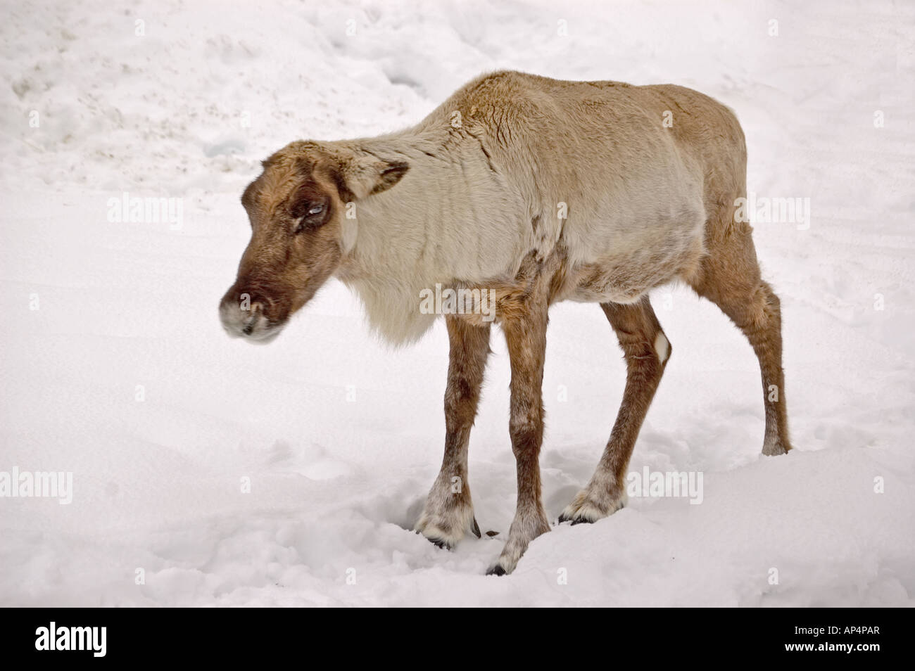 A Woodland Caribou in Winter Stock Photo - Alamy