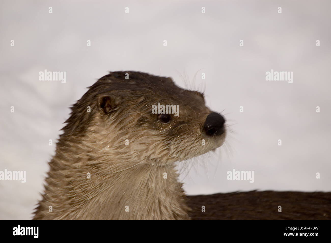 River Otter in Winter Stock Photo - Alamy