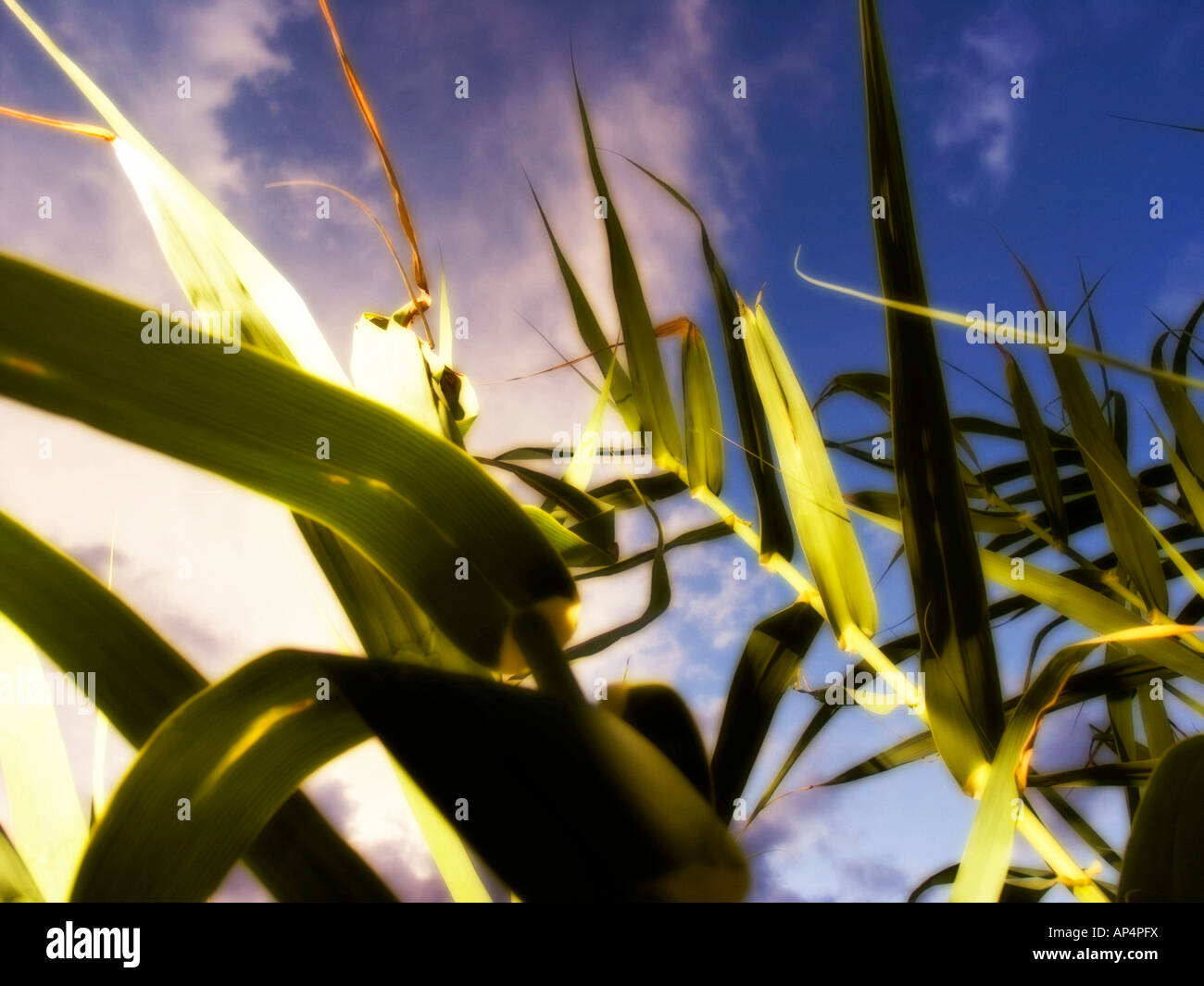 Close-up of Giant reed (Arundo Donax) field Stock Photo - Alamy