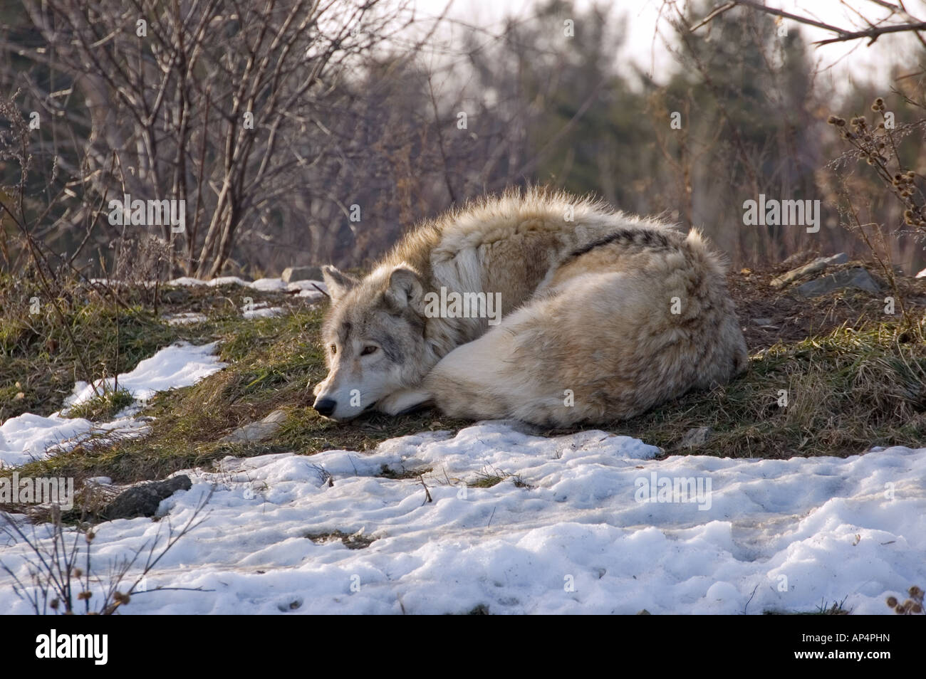 Timber Wolf Resting Stock Photo - Alamy
